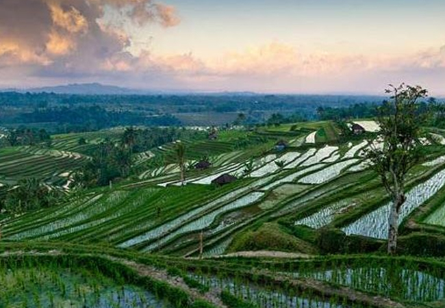 Potensi Desa yang Dapat Dimaksimalkan dengan Dana Desa